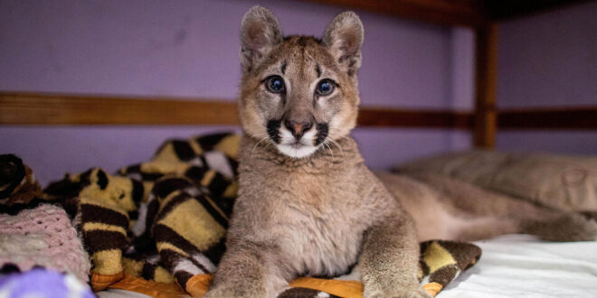 Una puma fue declarada “animal no humano sujeto de derechos” en un ...
